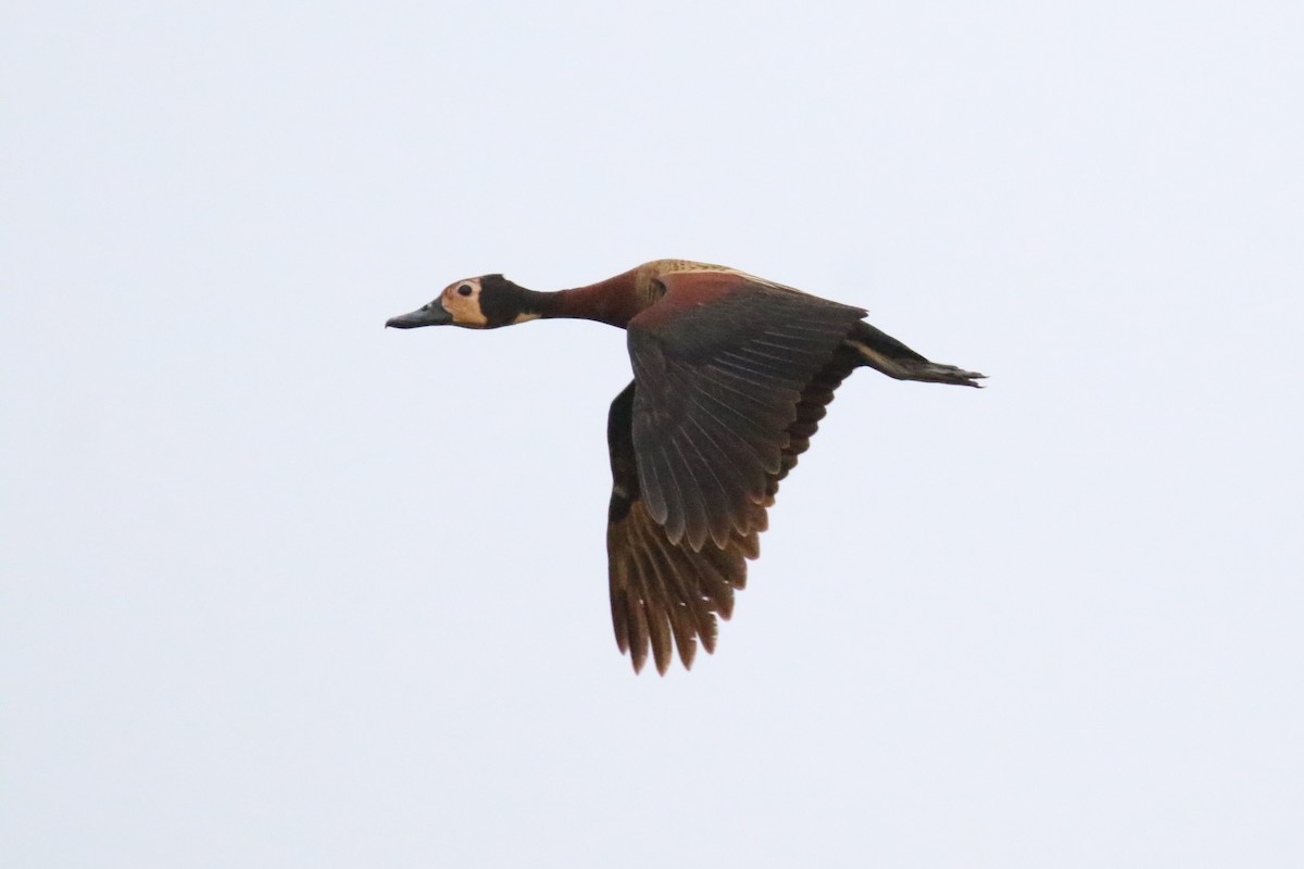 eBird Checklist - 4 Mar 2024 - Tabora Kazima Dam - 43 species