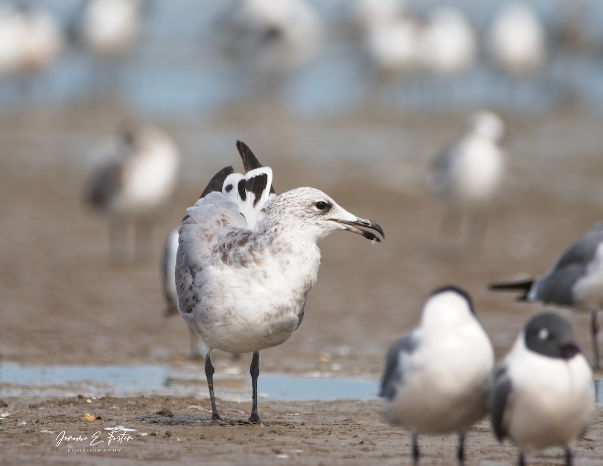 eBird Checklist - 9 Mar 2024 - Waterloo - Coastline - 14 species (+1 ...