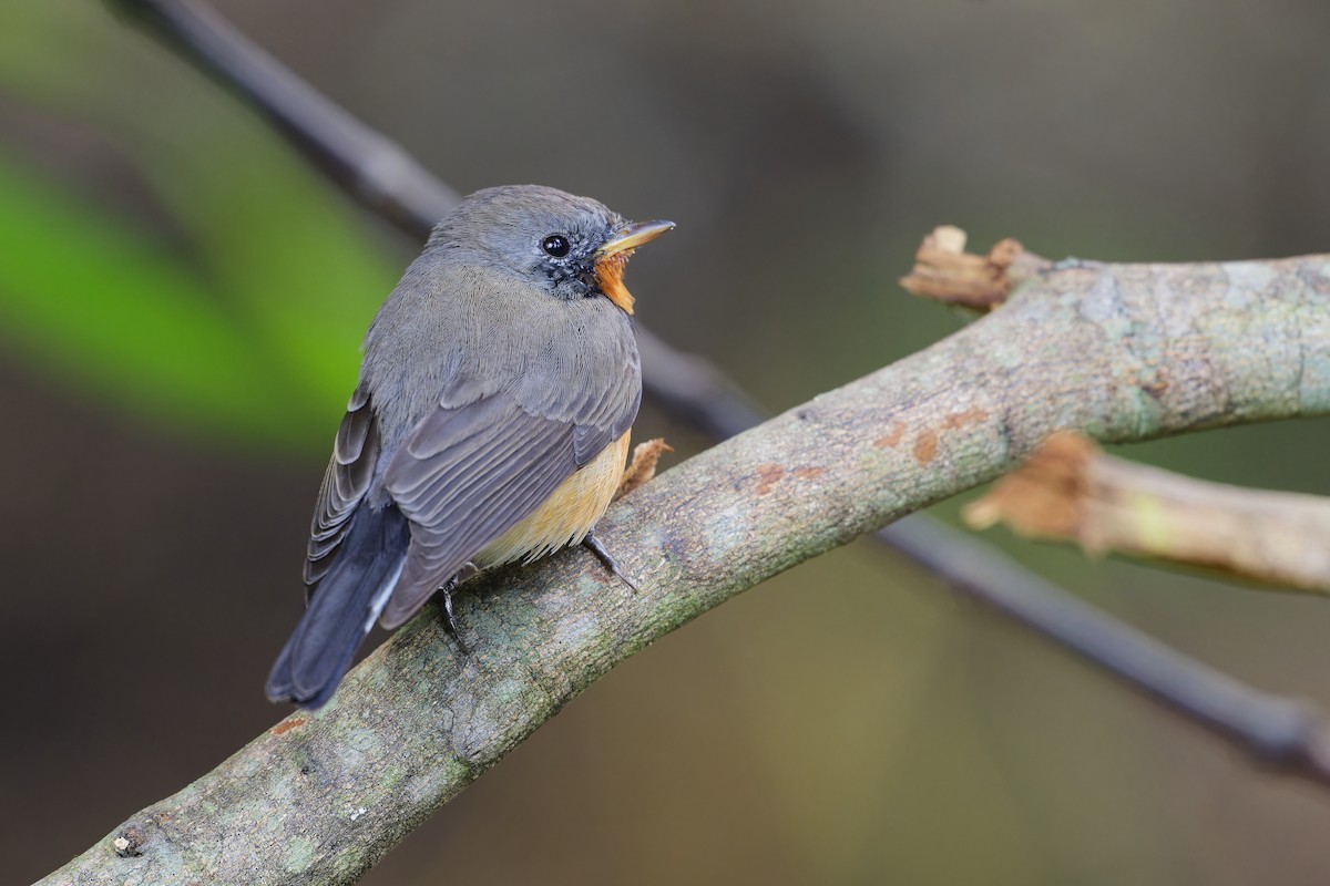 ML615831611 - Kashmir Flycatcher - Macaulay Library