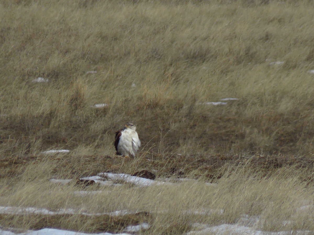 eBird Checklist - 9 Mar 2024 - Del Bonita (hamlet) - 2 species