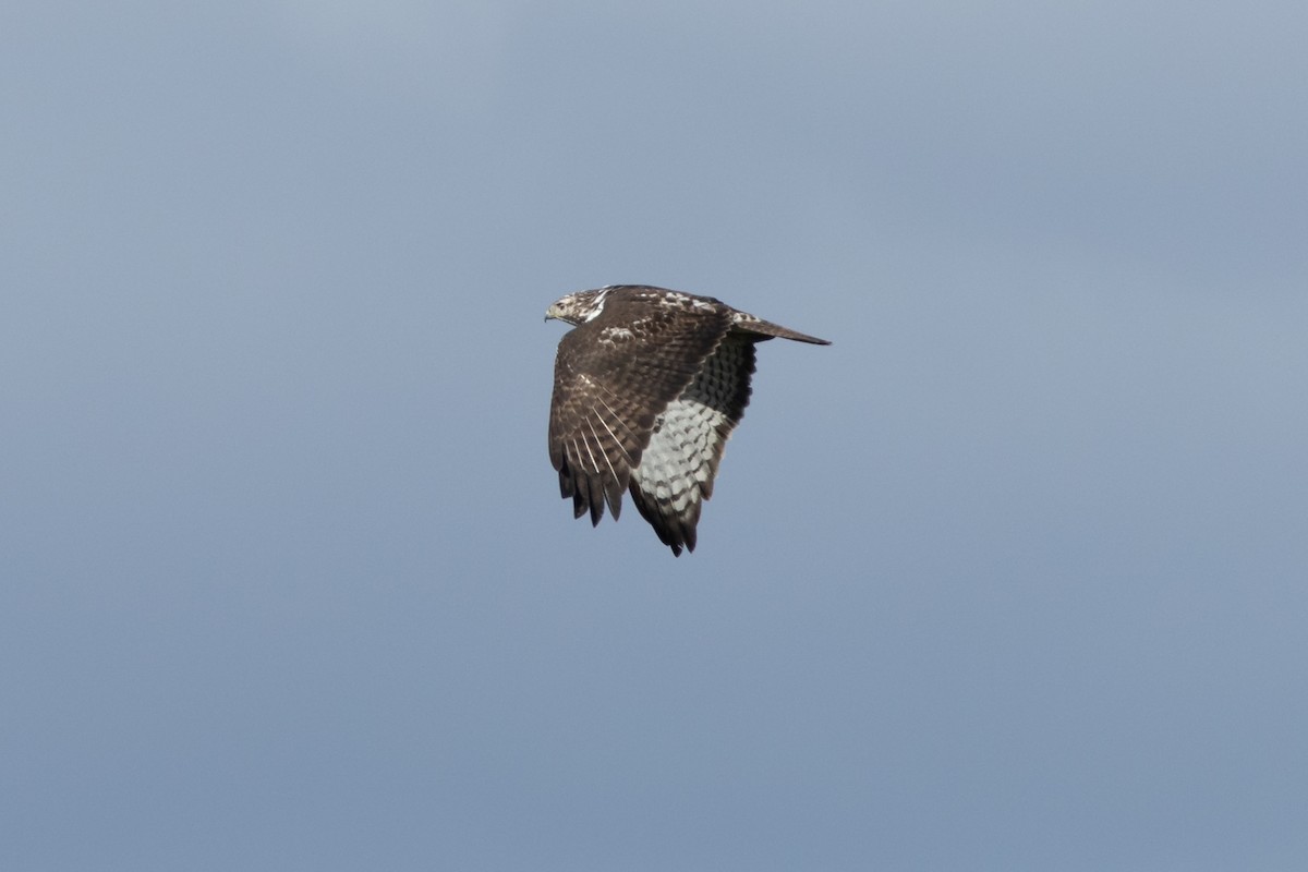 ML615844518 - Red-tailed Hawk (Harlan's) - Macaulay Library