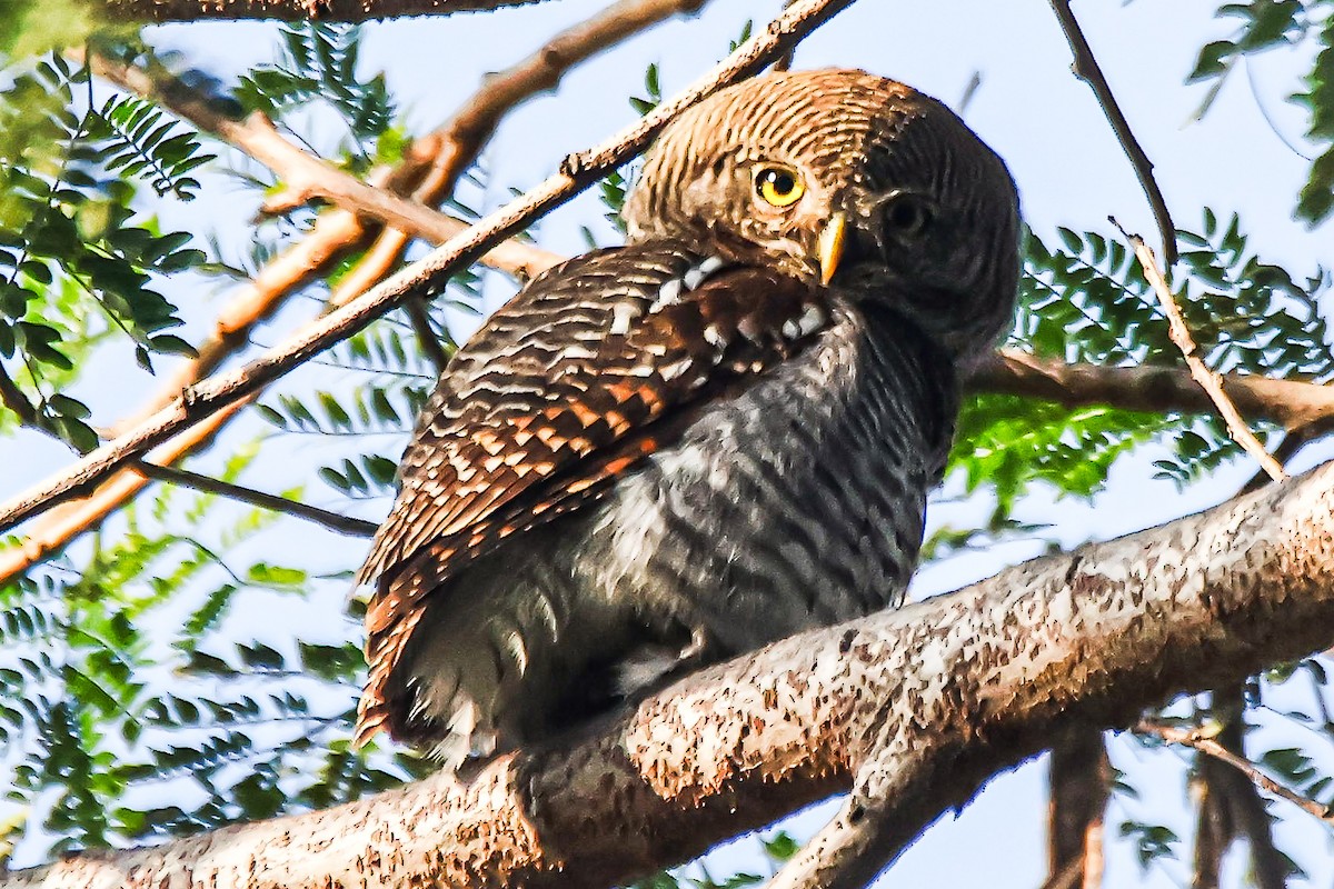 eBird Checklist - 10 Mar 2024 - Dumna Nature Reserve Park - 11 species