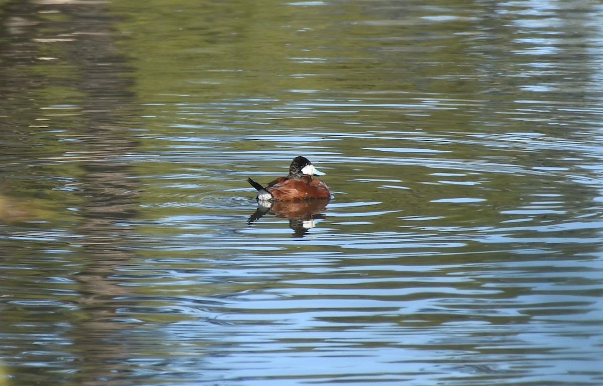 eBird Checklist - 9 Mar 2024 - Randolph GC/Hardesty Building - 15 species