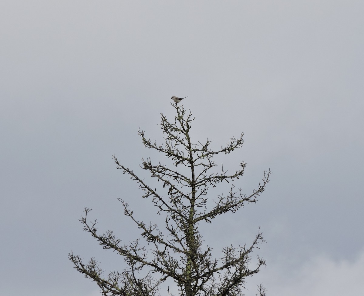eBird Checklist - 10 Mar 2024 - Knox Wetland - 23 species (+1 other taxa)