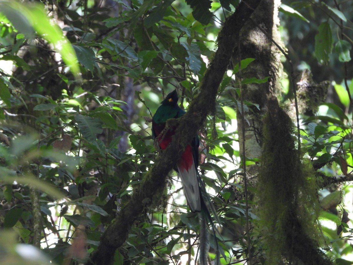 eBird Checklist - 1 Mar 2024 - Calle San Gerardo, Perez Zeledon CR-San ...