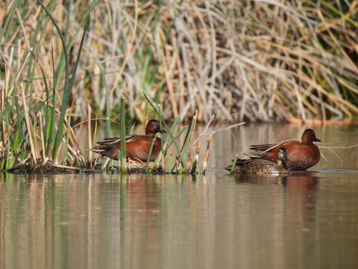 eBird Checklist - 10 Mar 2024 - Tres Rios Overbank Wetlands (permit ...