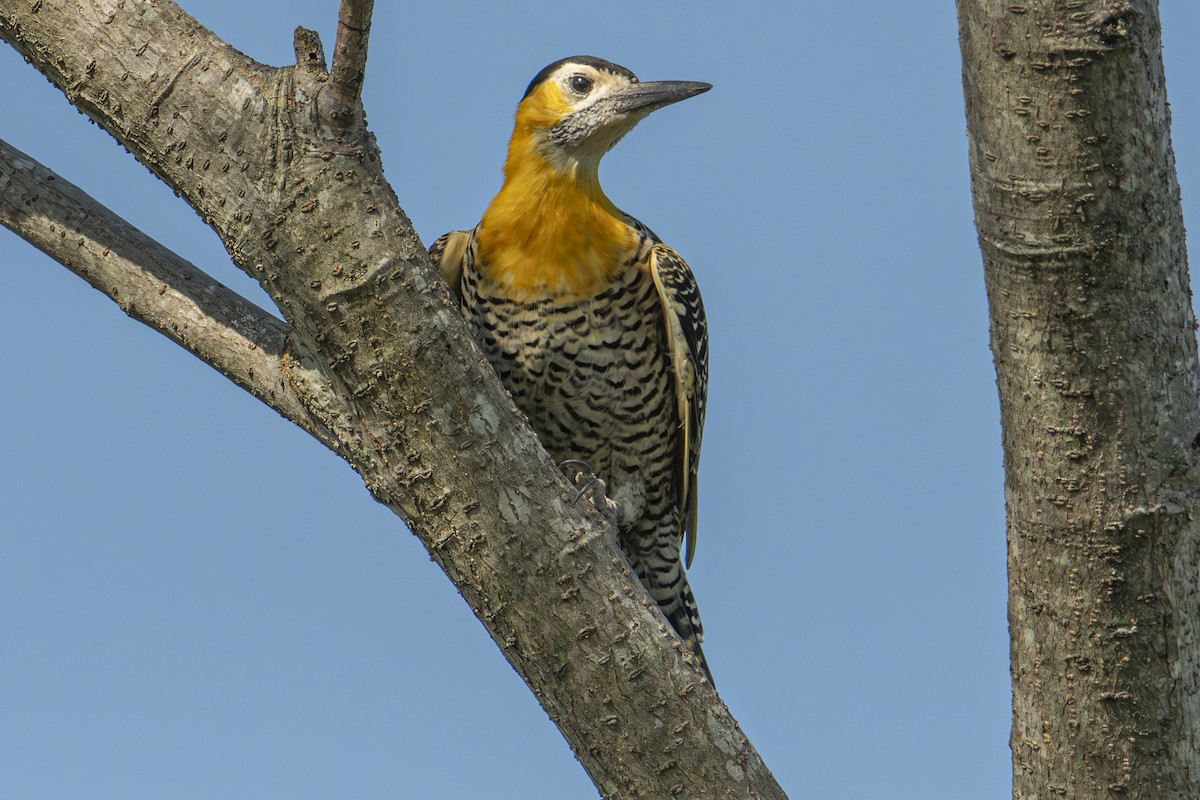 ML615958168 - Campo Flicker - Macaulay Library