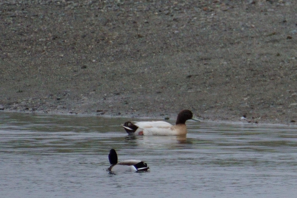 eBird Checklist - 12 Mar 2024 - Lake Tye - 11 species (+2 other taxa)