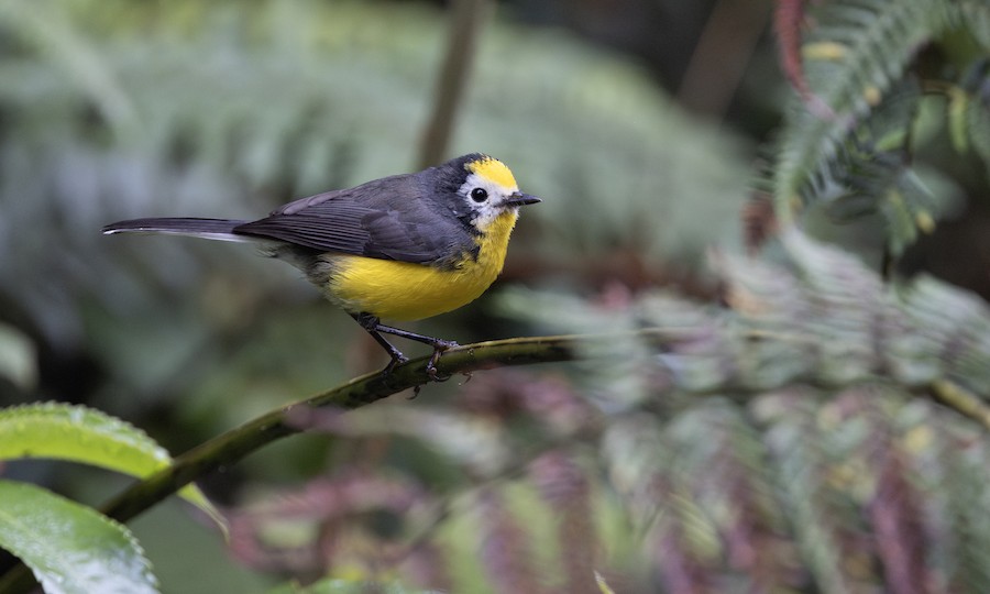 Golden-fronted Redstart (Yellow-fronted) - eBird