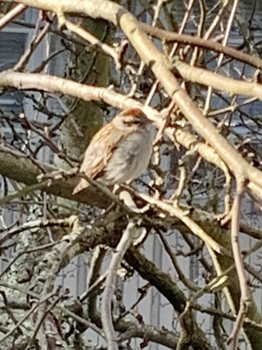 New York Breeding Bird Atlas Checklist - 13 Mar 2024 - Brookhaven ...