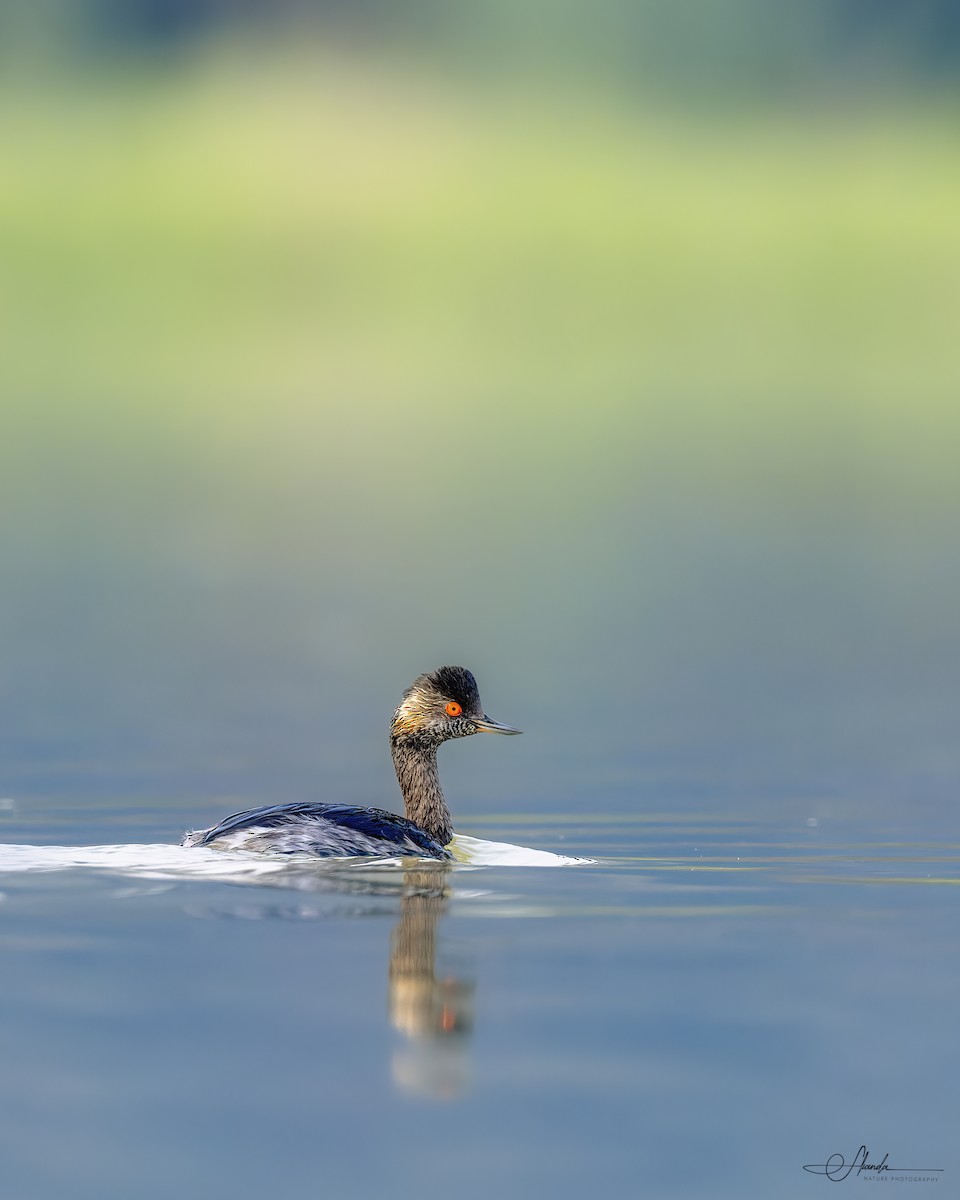 ML616001354 - Eared Grebe - Macaulay Library