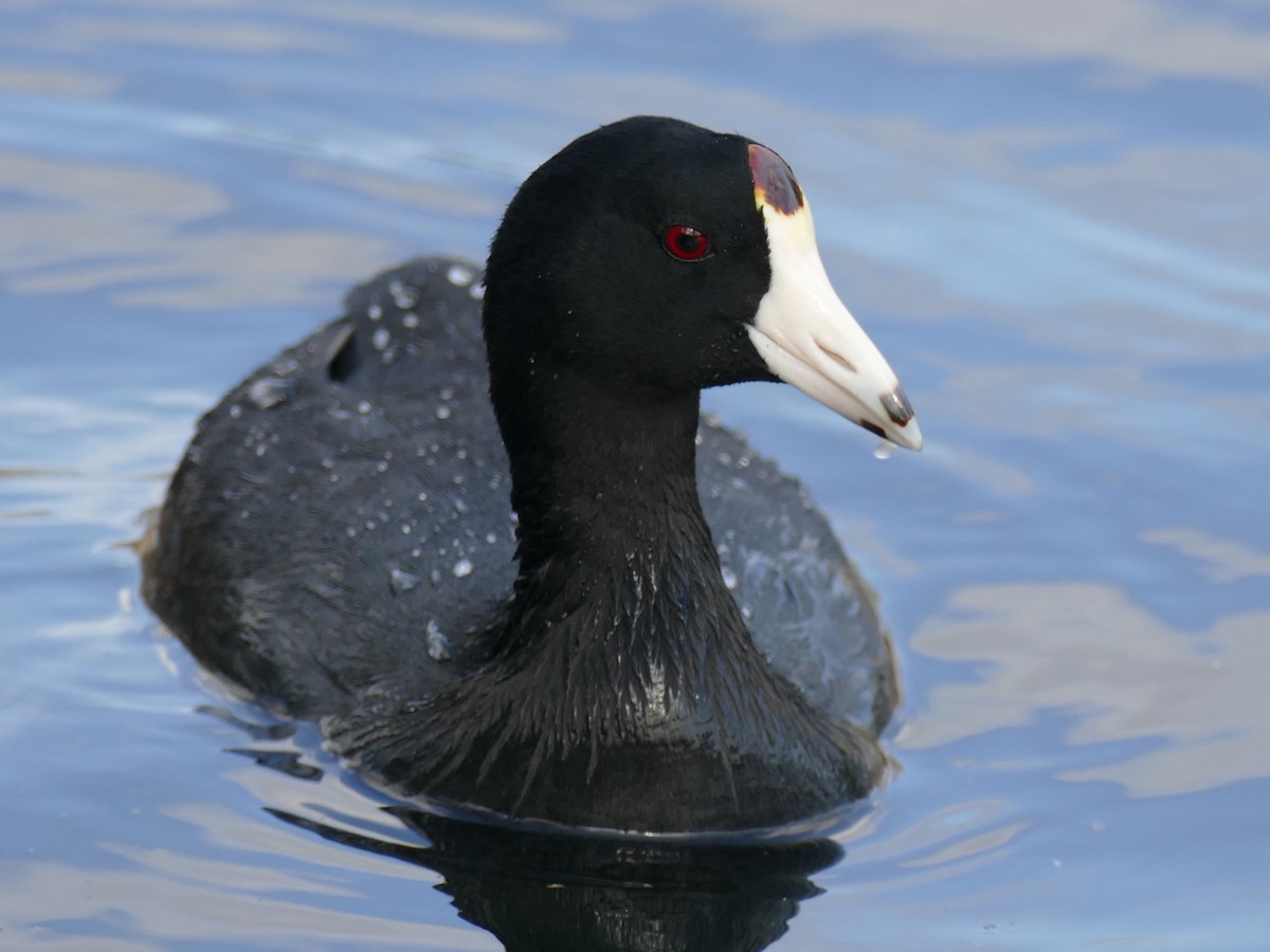 ML616044579 - American Coot (Red-shielded) - Macaulay Library