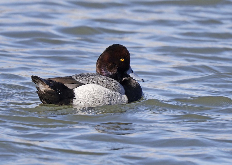 Redhead x Lesser Scaup (hybrid) - eBird