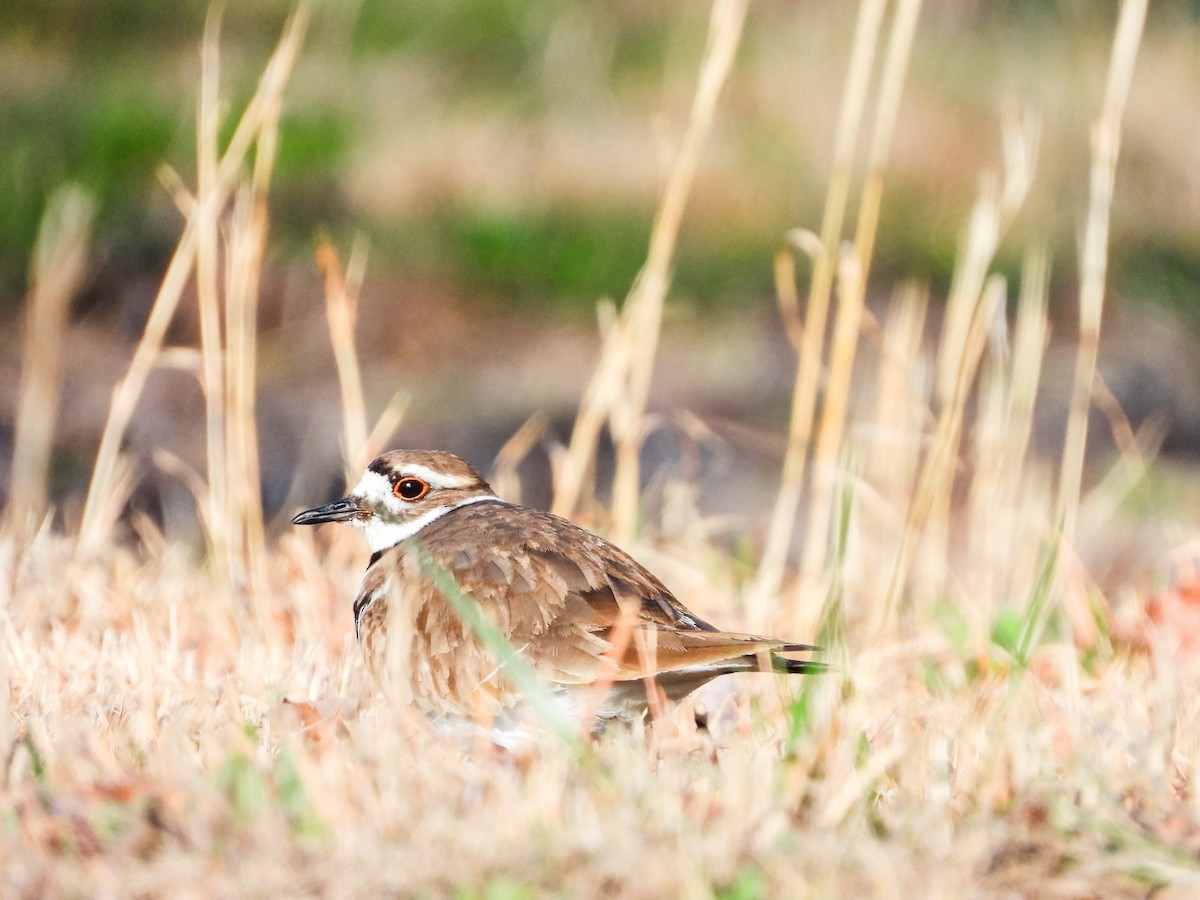 eBird Checklist - 14 Mar 2024 - 266 Daus Mountain Rd, Palmer US-TN 35. ...