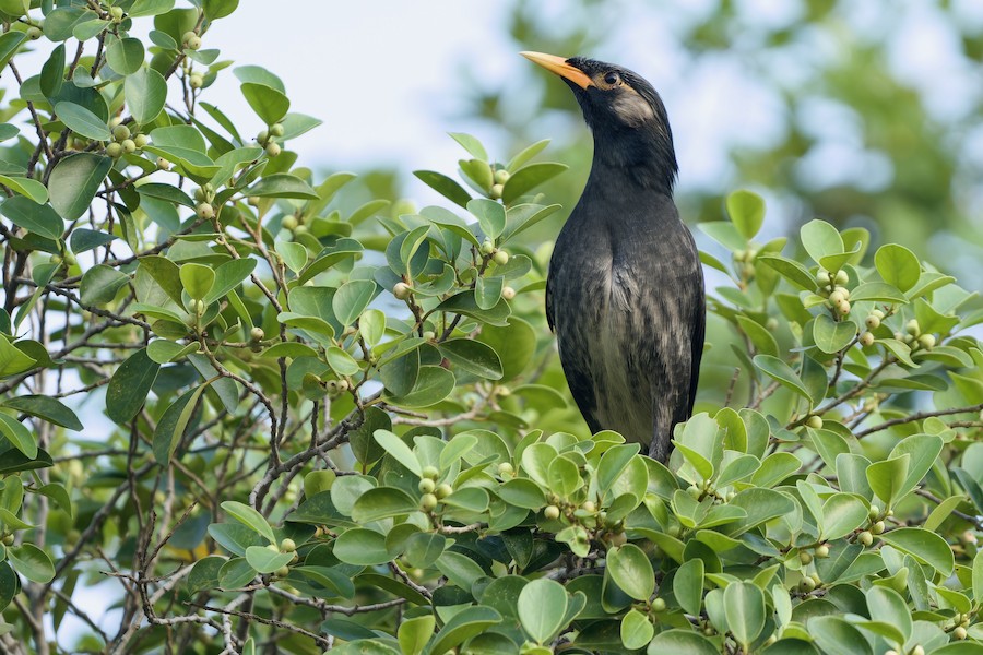 myna/starling sp. - eBird