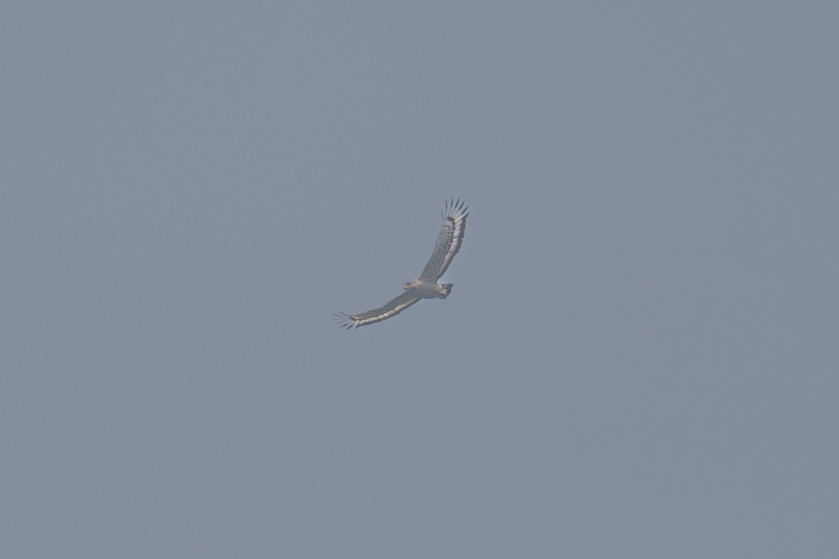 eBird Checklist - 27 Feb 2024 - White Surf Waterfall - 3 species