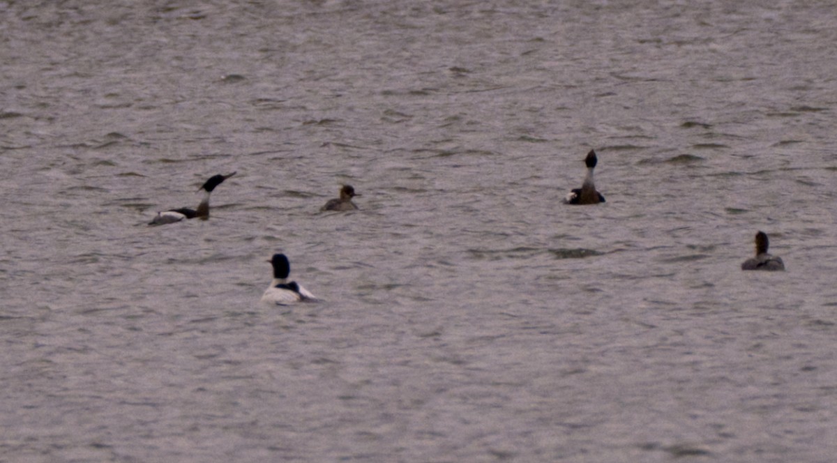 Pennsylvania Bird Atlas Checklist - 15 Mar 2024 - Donegal Lake - 19 species