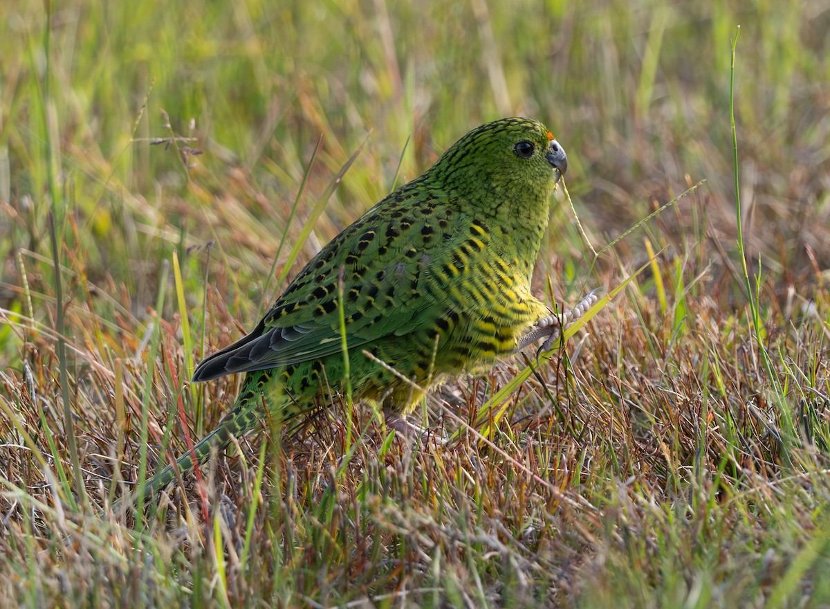 ML616084046 - Ground Parrot - Macaulay Library