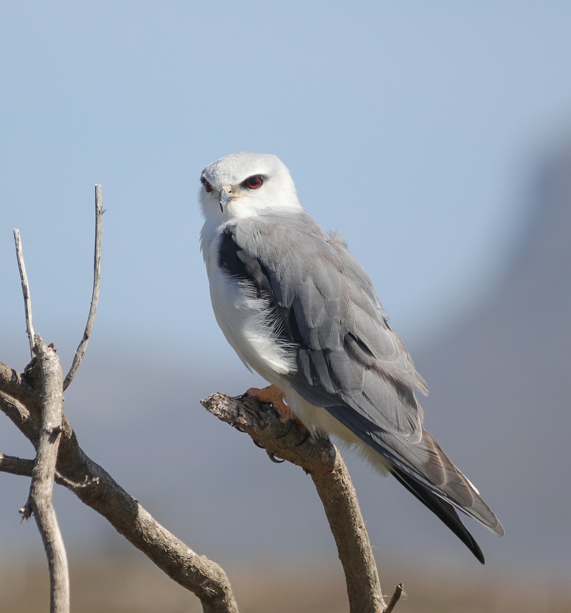 ML616102074 - Black-winged Kite - Macaulay Library