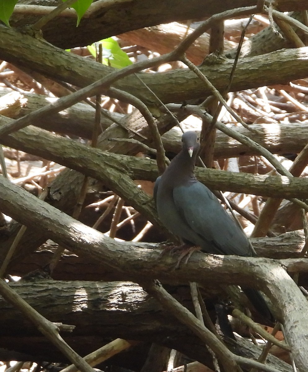 eBird Checklist - 15 Mar 2024 - Kabouterbos Public Park - 10 species