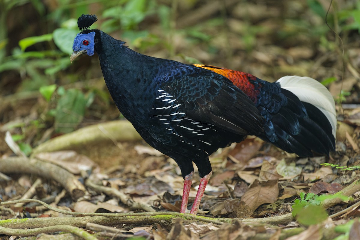 ML616120645 - Malayan Crested Fireback - Macaulay Library