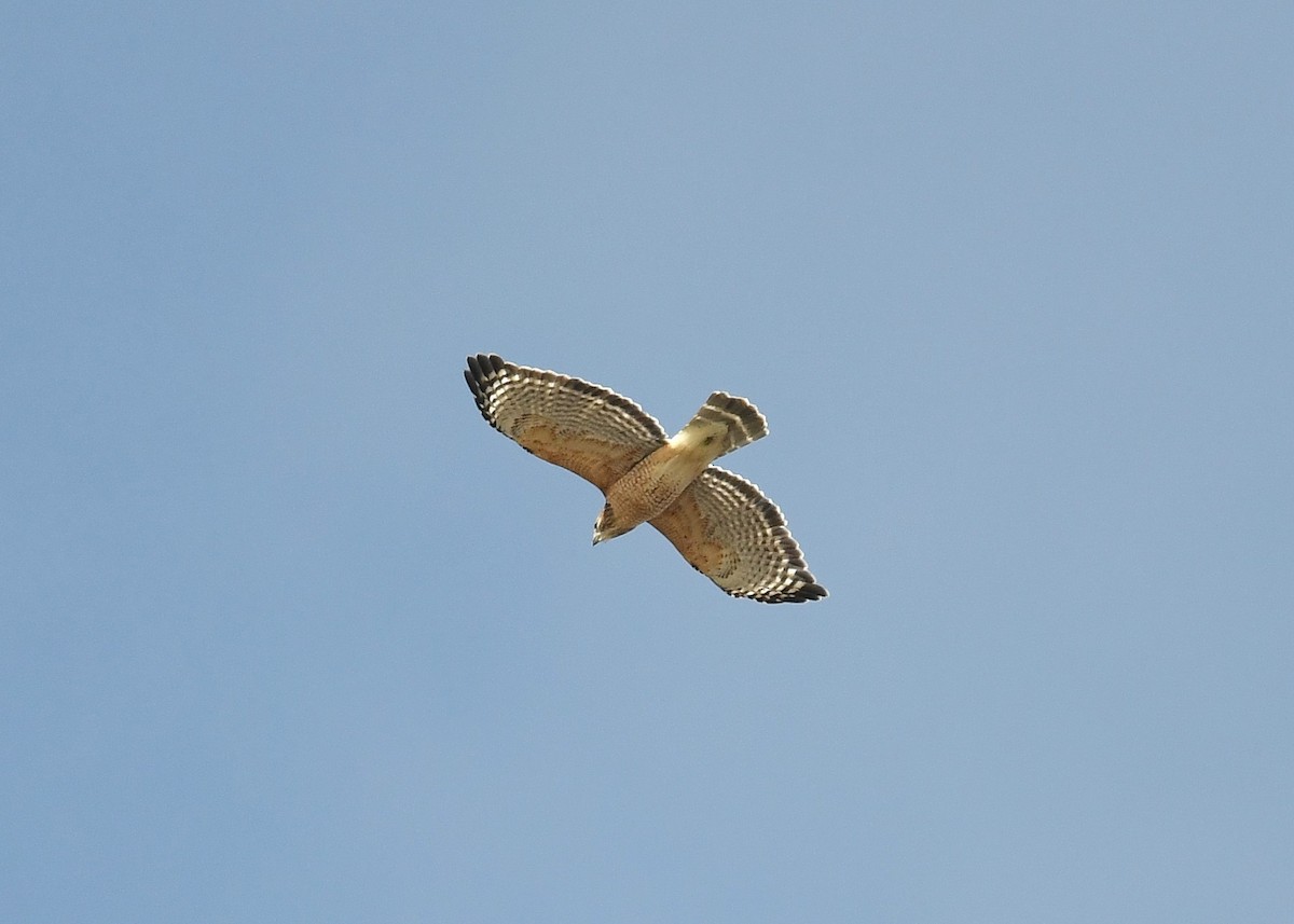 eBird Checklist - 16 Mar 2024 - Bob & Betty Cummings Memorial Park - 26 ...