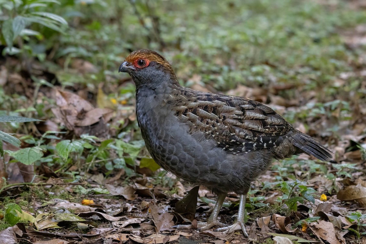ML616182301 - Spot-winged Wood-Quail - Macaulay Library