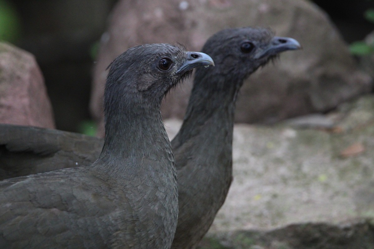 eBird Checklist - 12 Mar 2024 - Estero Llano Grande SP WBC (LTC 054 ...