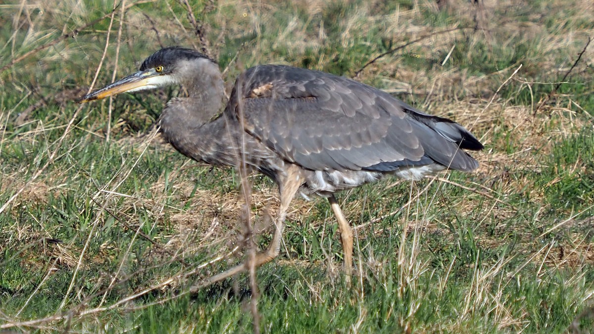 eBird Checklist - 16 Mar 2024 - Samish Flats--East 90 - 15 species (+1 ...