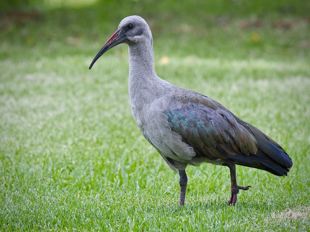 ML616198895 - Hadada Ibis - Macaulay Library