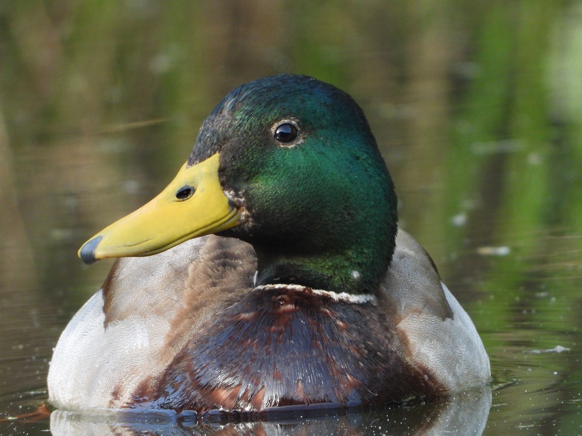 Israel Breeding Bird Atlas Checklist - 18 Mar 2024 - Dresner Park אקו ...