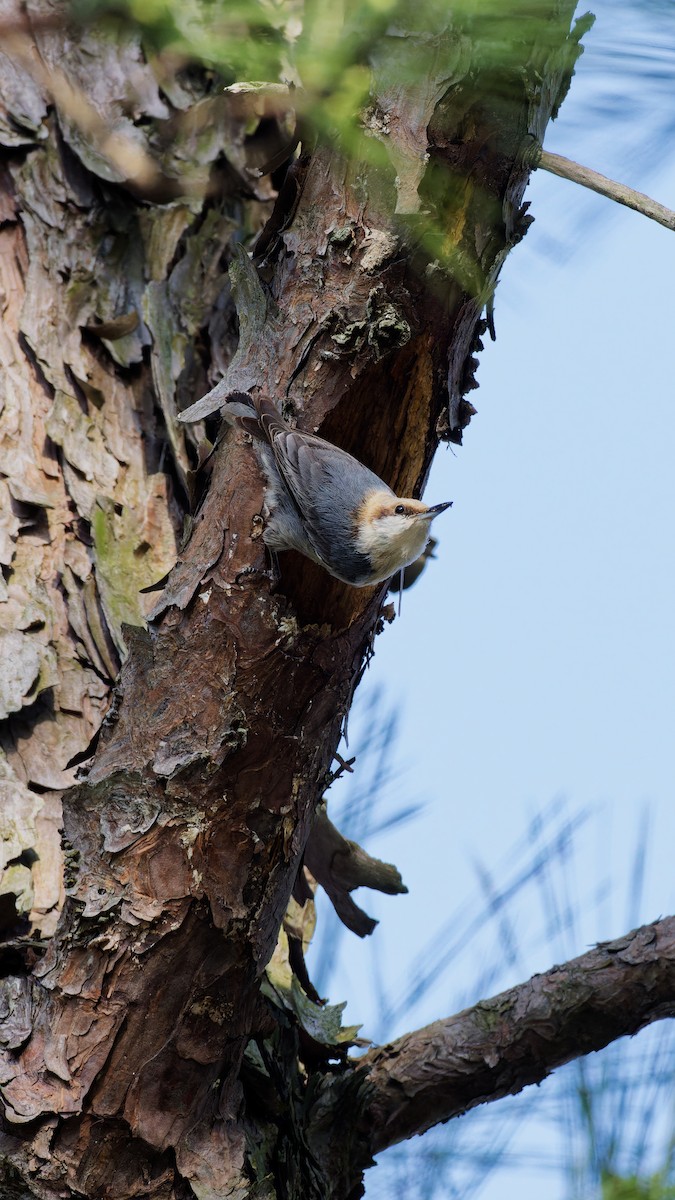 eBird Checklist - 15 Mar 2024 - Hog Island WMA - 40 species