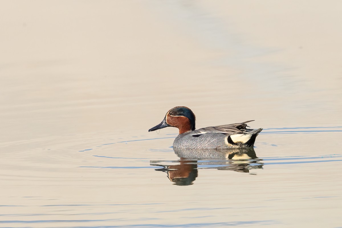 eBird Checklist - 24 Feb 2024 - Muscat River--mouth - 43 species
