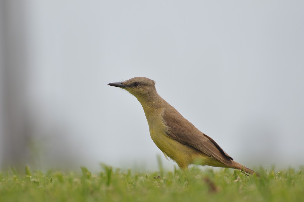 eBird Checklist - 15 Mar 2024 - Art Center of Corpus Christi park - 6 ...