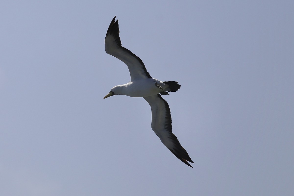 eBird Checklist - 20 Mar 2024 - Mutton Bird Point, Lord Howe Island - 6 ...