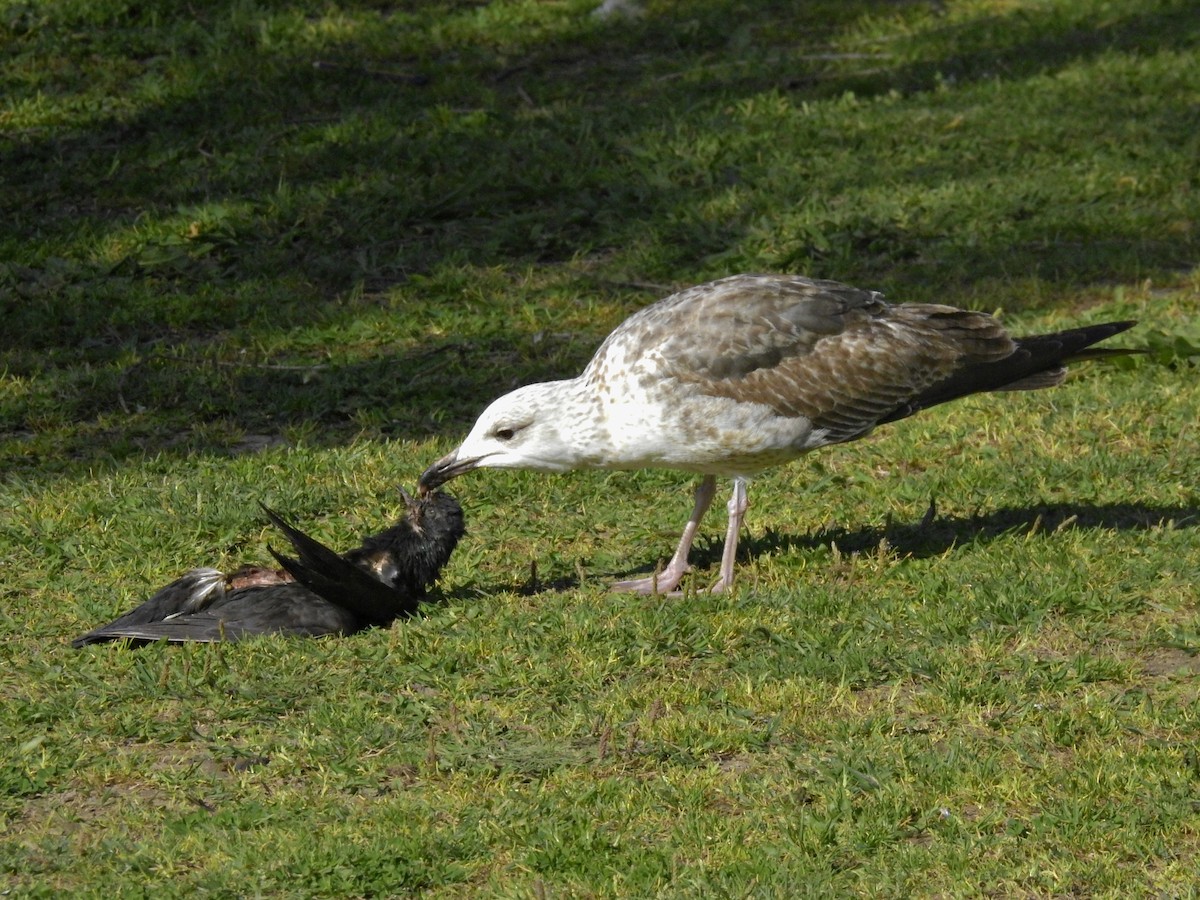 ML616253793 - Lesser Black-backed Gull - Macaulay Library