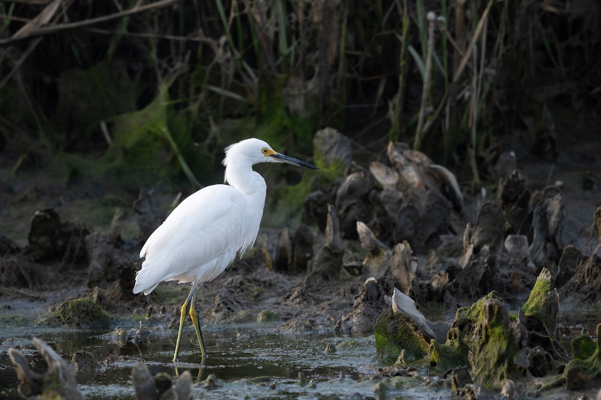 eBird Checklist - 15 Mar 2024 - Pleasure House Point Natural Area - 42 ...