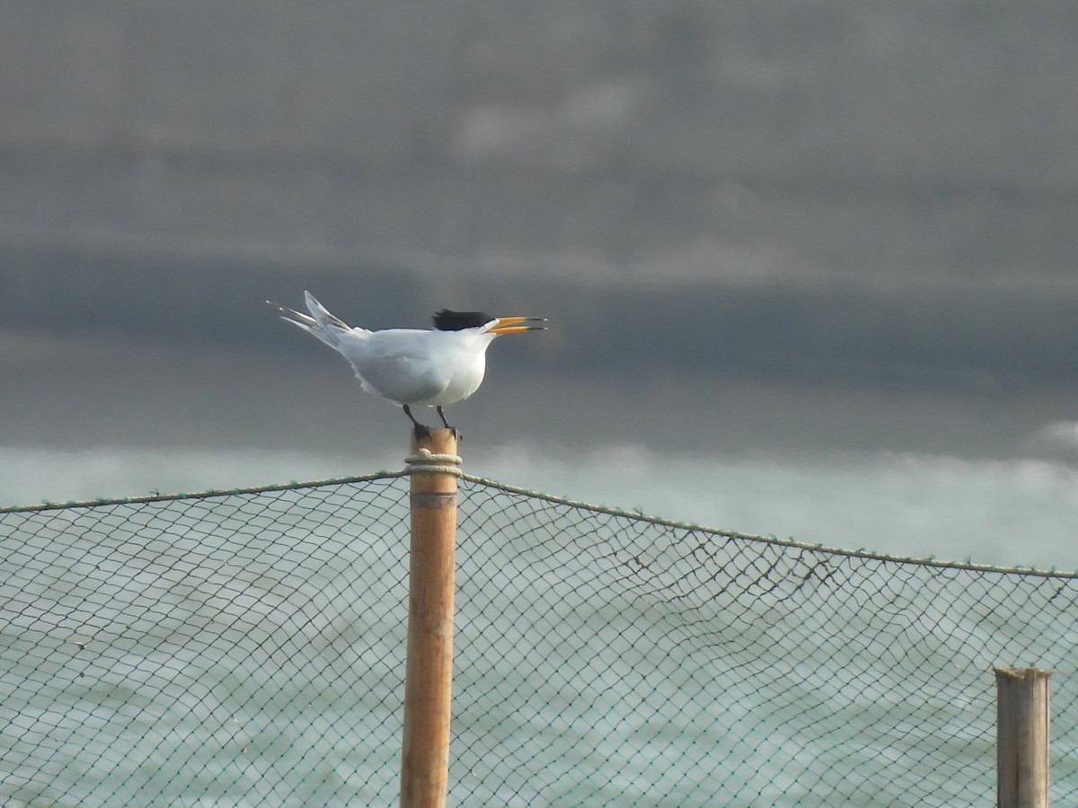 ML616279209 - Chinese Crested Tern - Macaulay Library