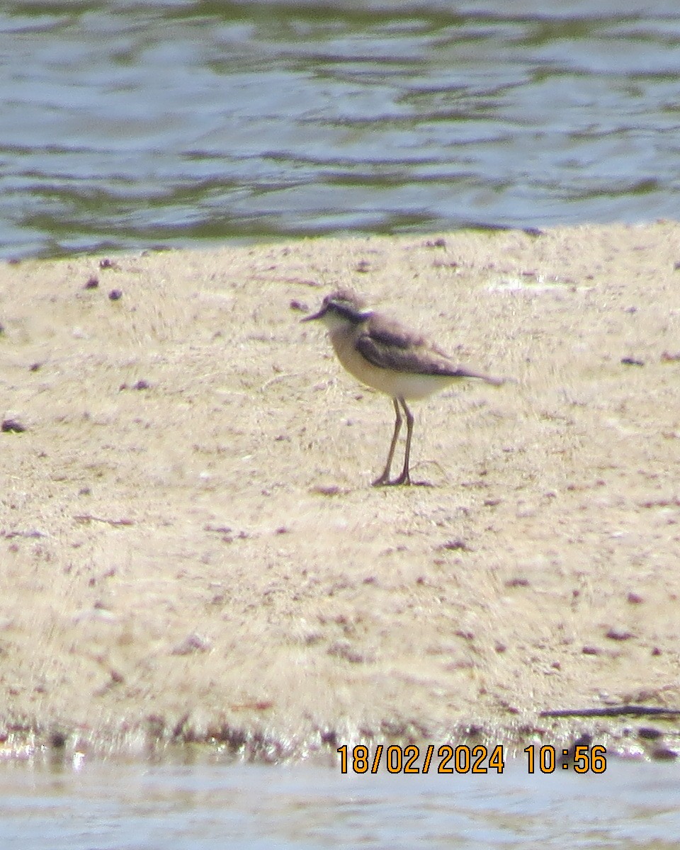 eBird Checklist - 18 Feb 2024 - Swakopmund--Swakop River Mouth - 22 species