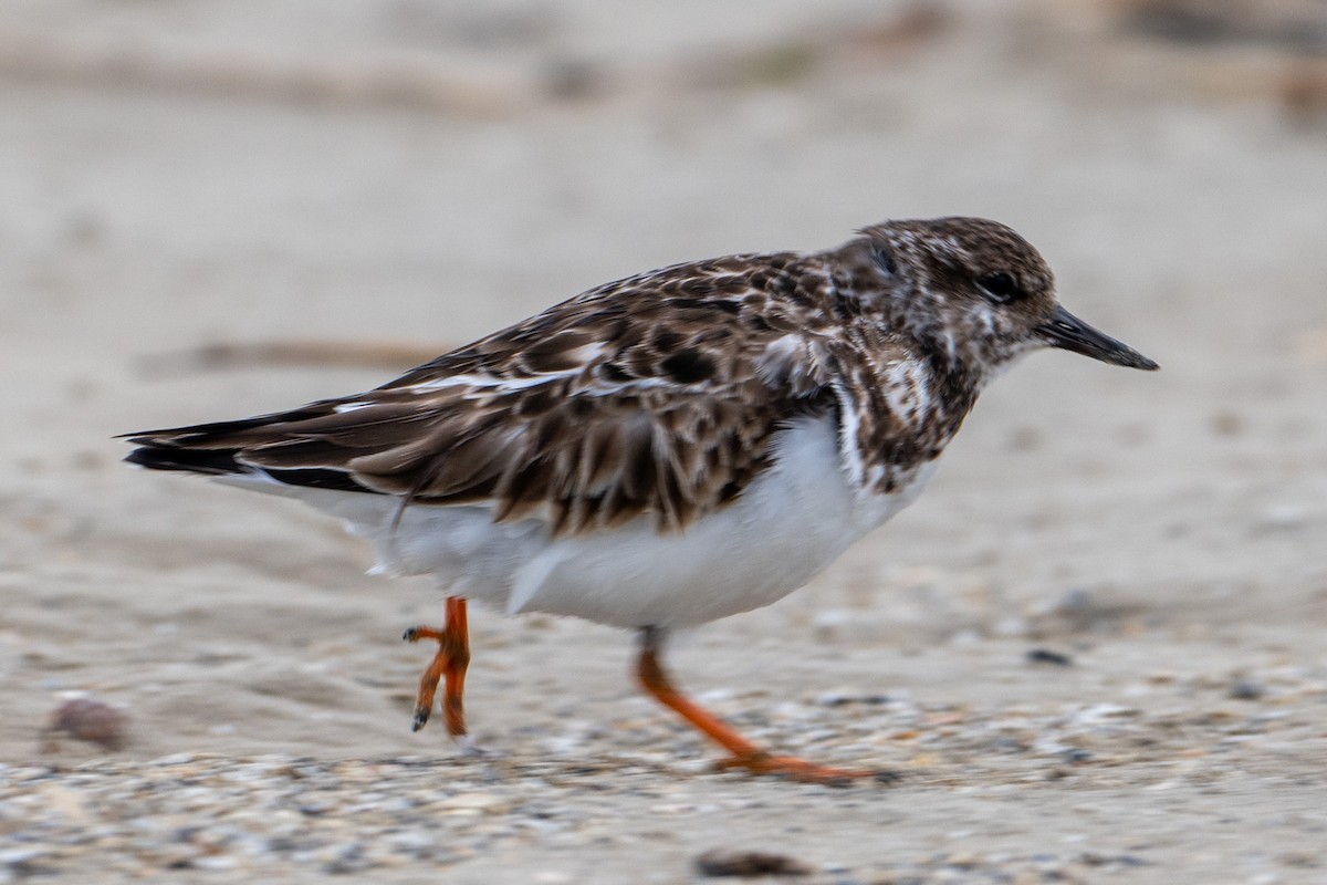 eBird Checklist - 19 Mar 2024 - Port Aransas Jetty (CTC 058) - 15 species