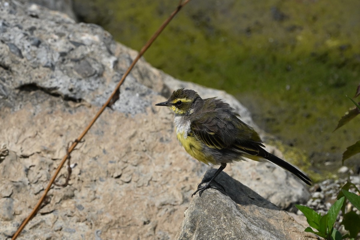 ML616316860 - Eastern Yellow Wagtail (Green-headed) - Macaulay Library