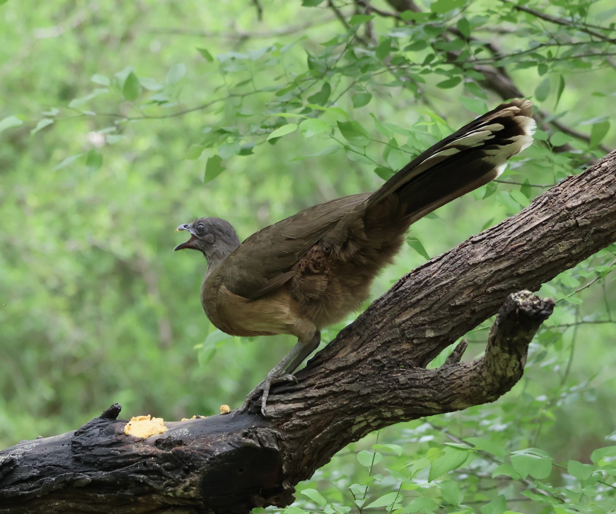 eBird Checklist - 16 Mar 2024 - Salineño Wildlife Preserve--DeWind's ...