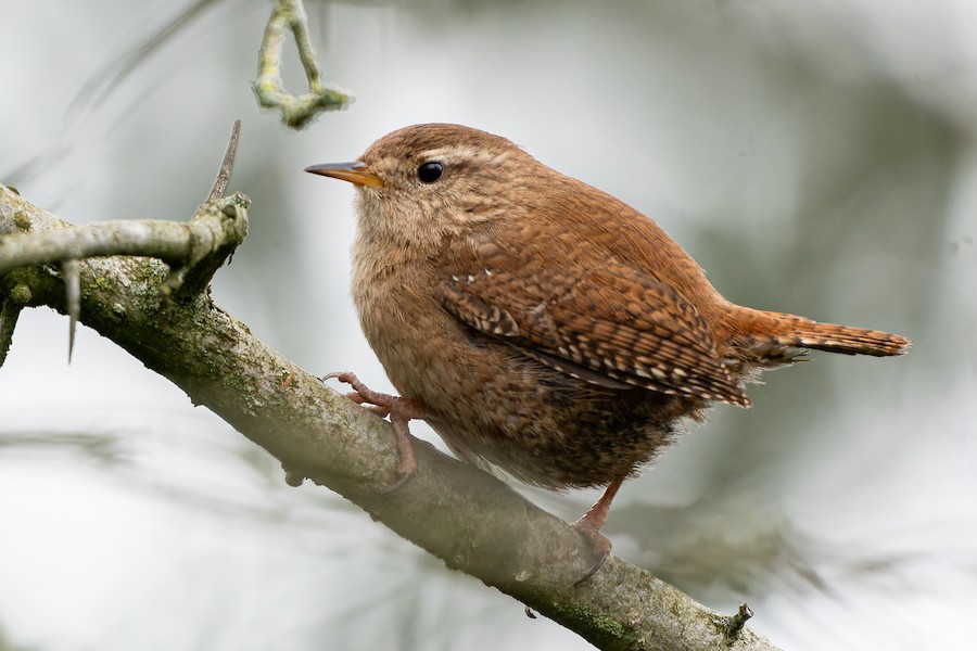 Eurasian Wren (British) - eBird