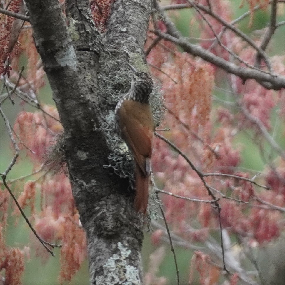 eBird Checklist - 12 Mar 2024 - Reserva de La Chara Pinta--(Km 200.5 ...