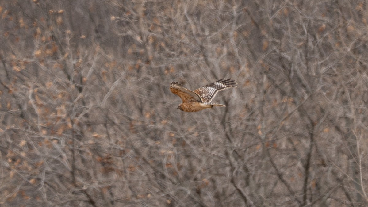 eBird Checklist - 21 Mar 2024 - Grey Cloud Dunes SNA - 28 species