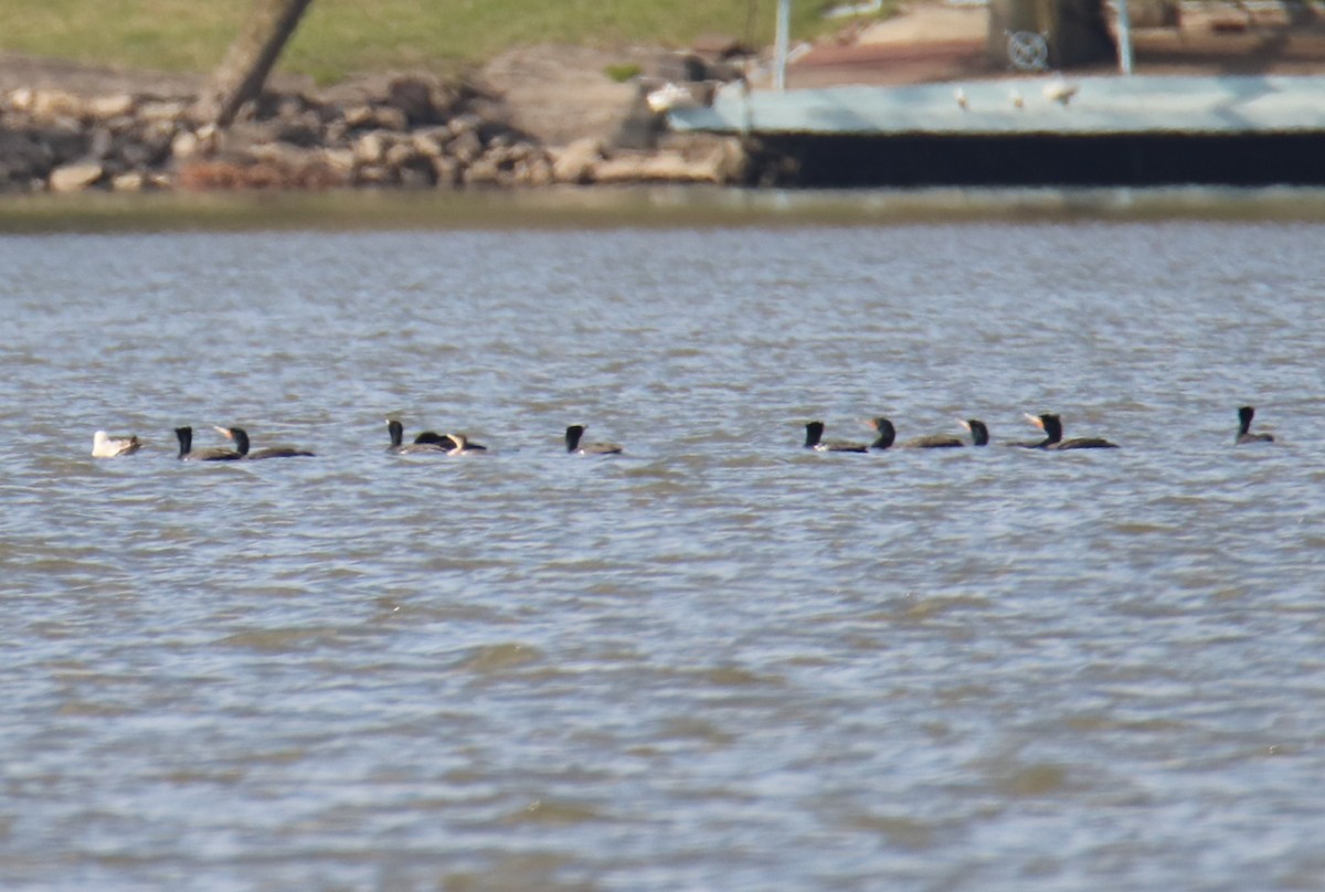 eBird Checklist - 22 Mar 2024 - Lake Decatur--N Country Club Rd boat ...