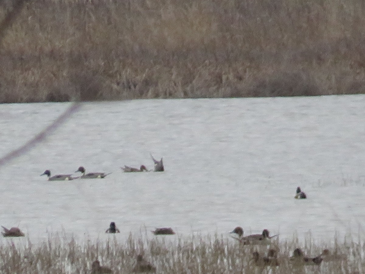 eBird Checklist - 22 Mar 2024 - Limberlost Swamp Wetland Preserve ...