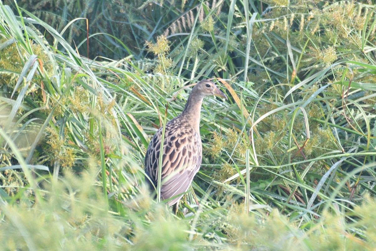 eBird Checklist - 24 Mar 2024 - MEPRAL - THANANGADU COLONY - 54 species