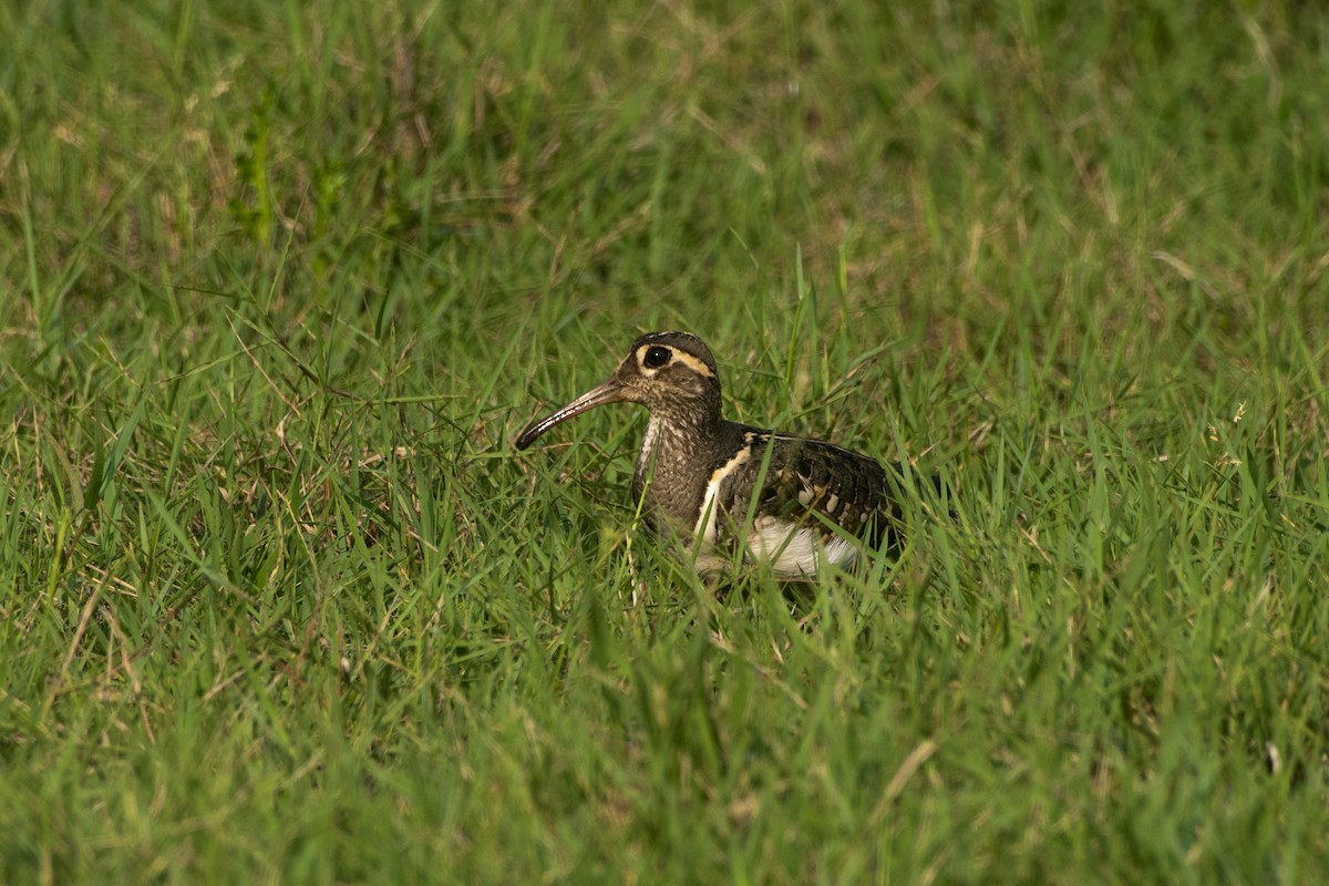 eBird Checklist - 24 Mar 2024 - Edakkara - 9 species