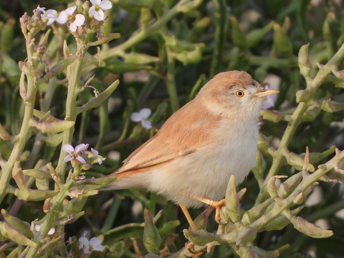 ML616420608 - African Desert Warbler - Macaulay Library